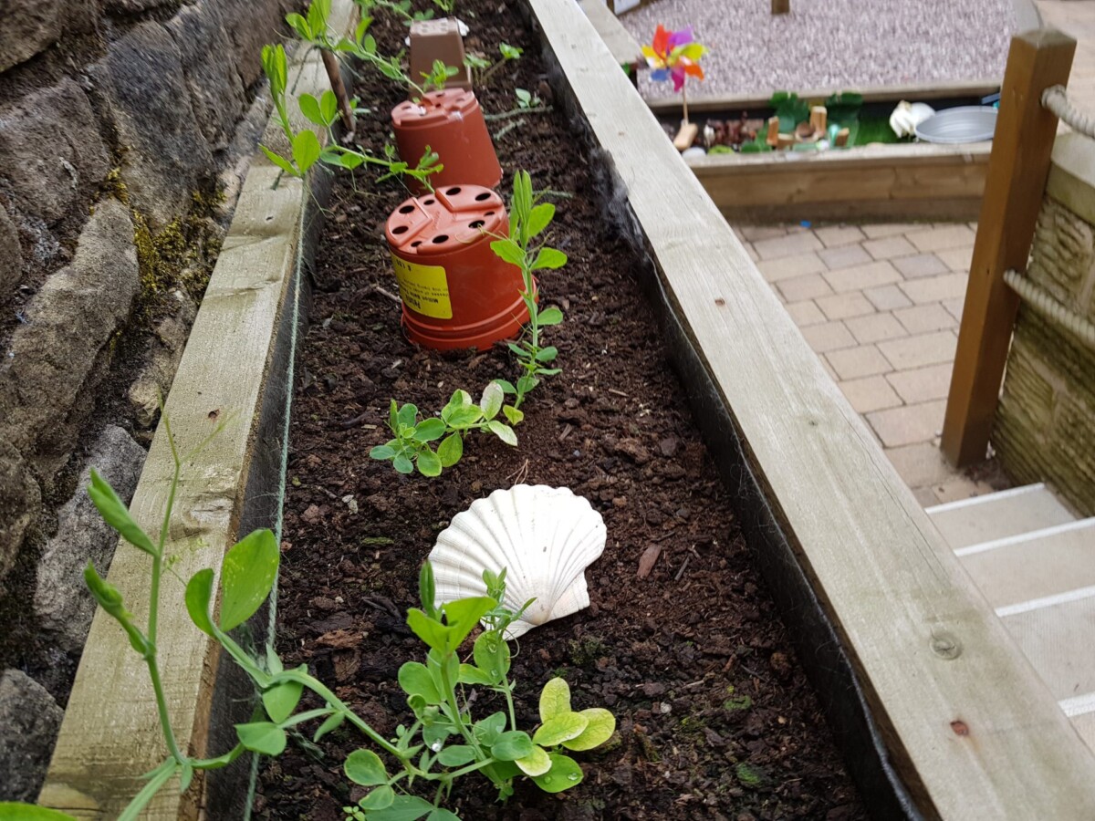 new plants in the early years outdoor classroom garden - Gisburn Road ...